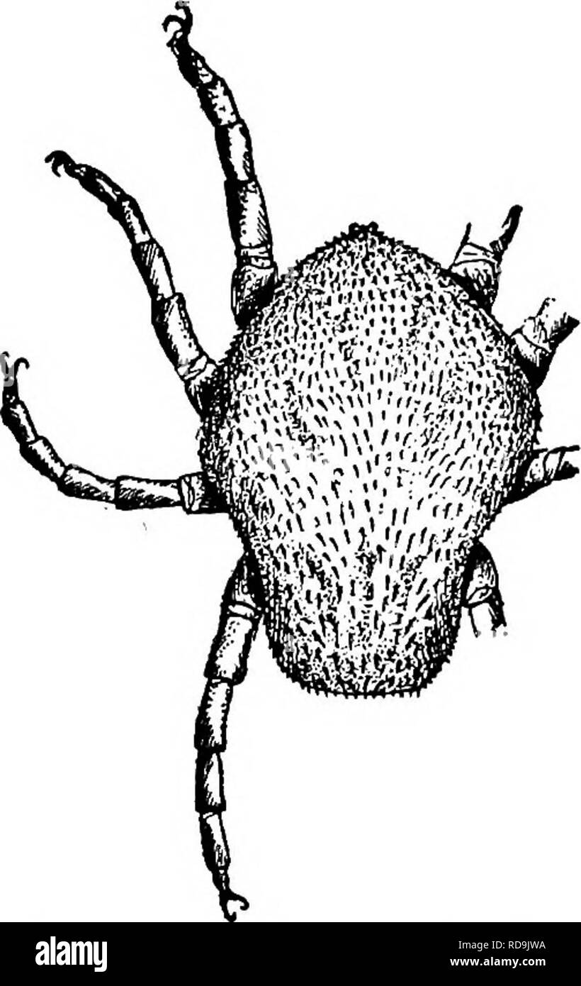 . Animal parasites and human disease. Medical parasitology; Insects as ...