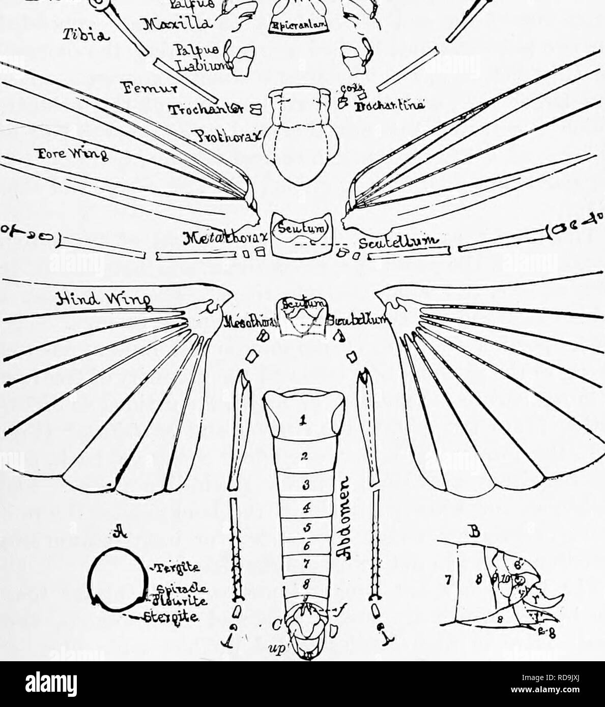 . Zoology : for students and general readers . Zoology. ANATOMY OF ...