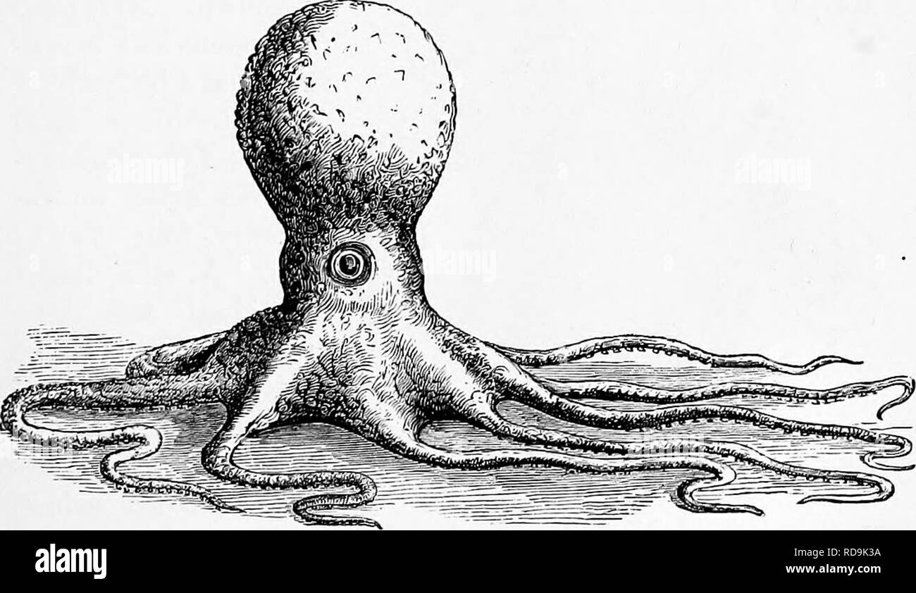 Fossil octopus hi-res stock photography and images - Alamy