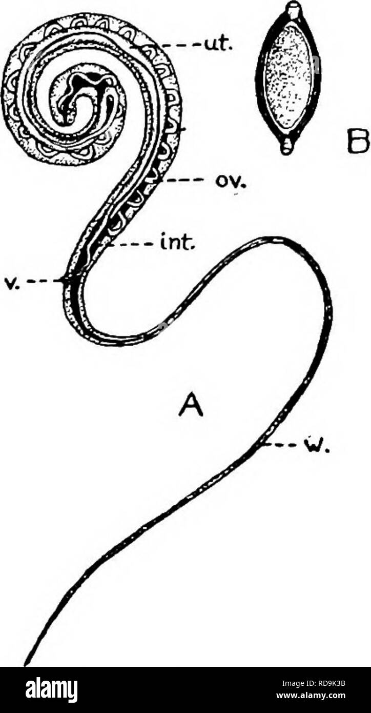 Intestinal Parasite Identification
