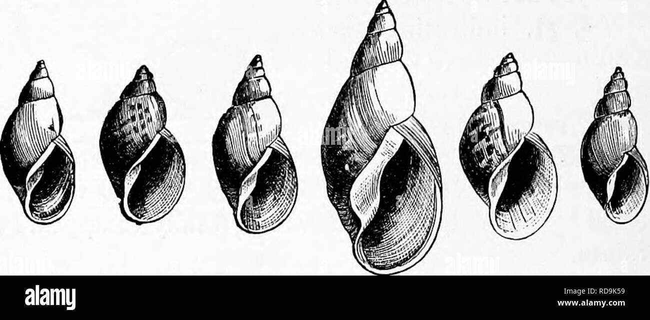 Veliger Black and White Stock Photos & Images - Alamy