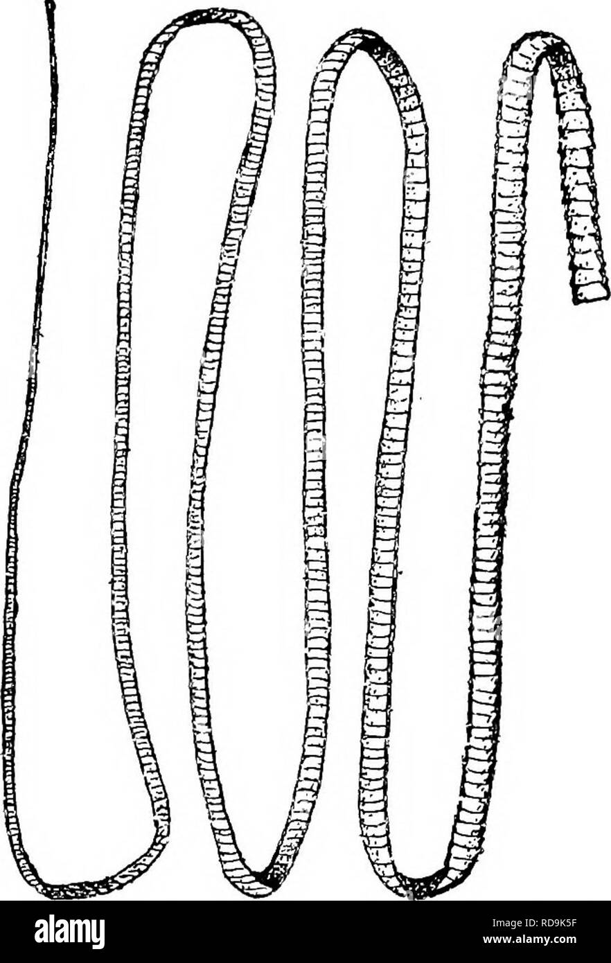 Tapeworm parasite animal Black and White Stock Photos & Images - Alamy