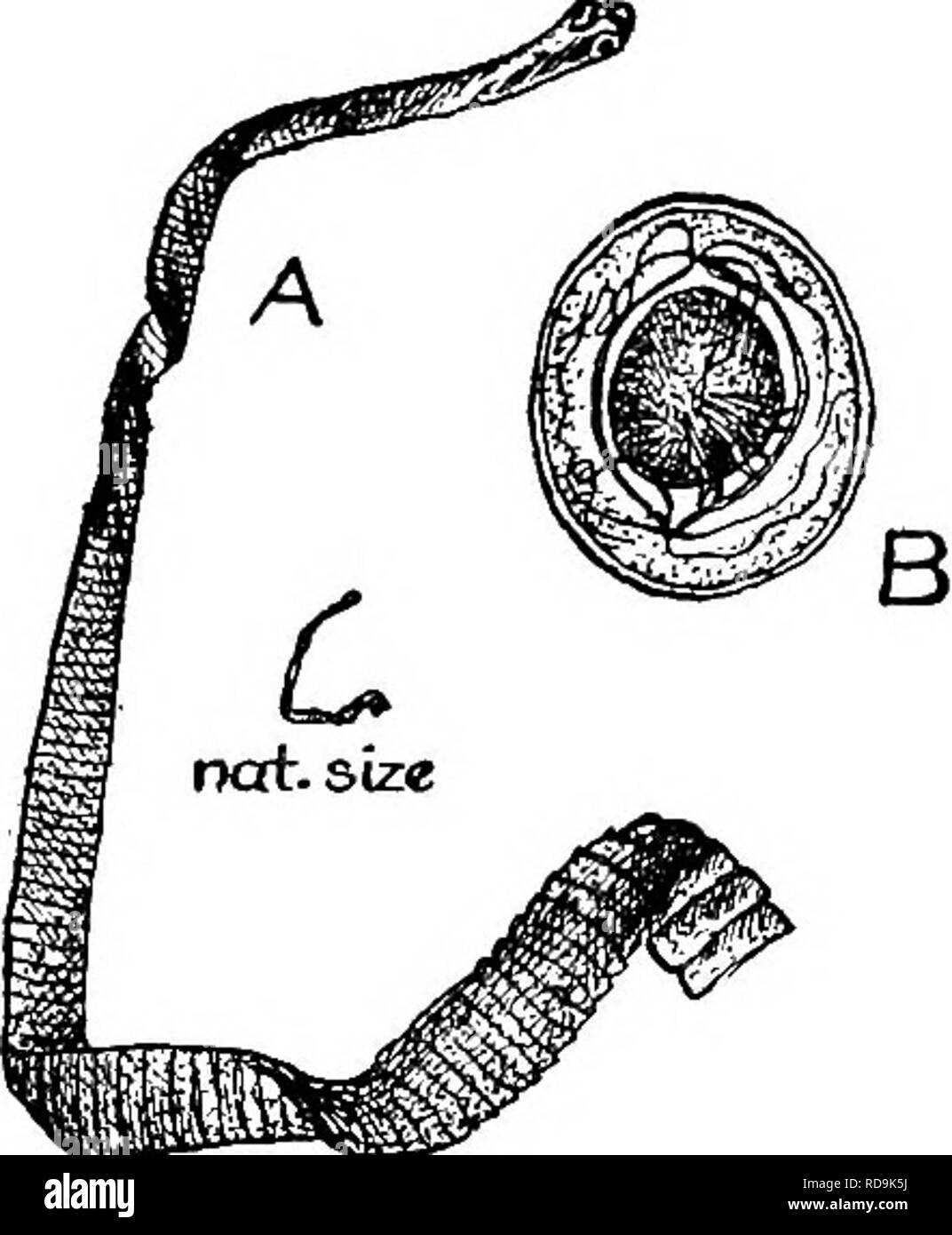 Larval tapeworms hi-res stock photography and images - Alamy