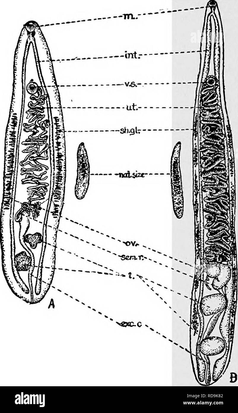 Human liver anterior view hi-res stock photography and images - Alamy
