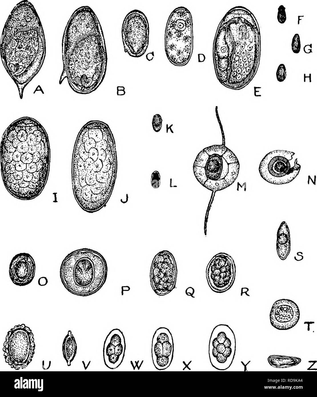 Enterobius Vermicularis In Urine Treatment