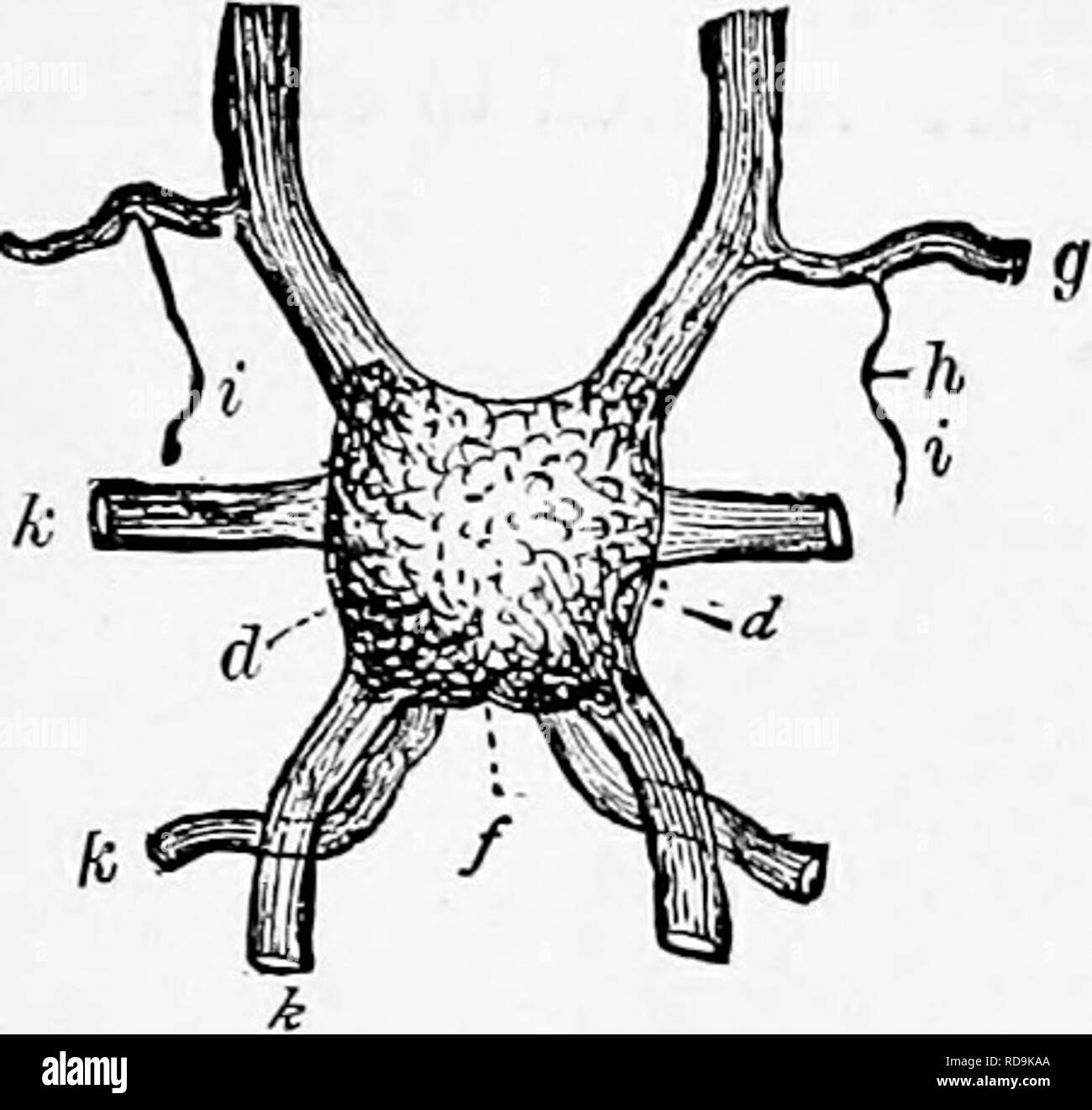Branchial chamber hi-res stock photography and images - Alamy