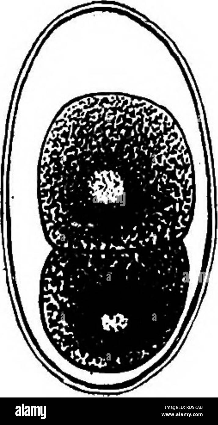 Uncinaria Stenocephala