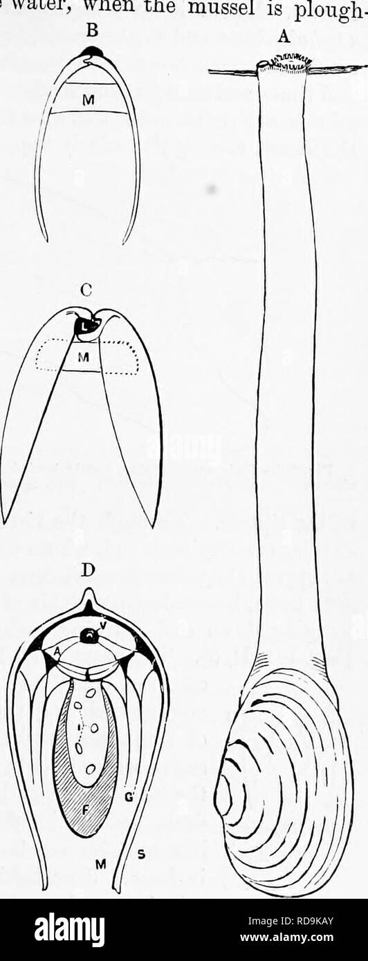 . Zoology : for students and general readers . Zoology. AlTATdMr OF THE ...