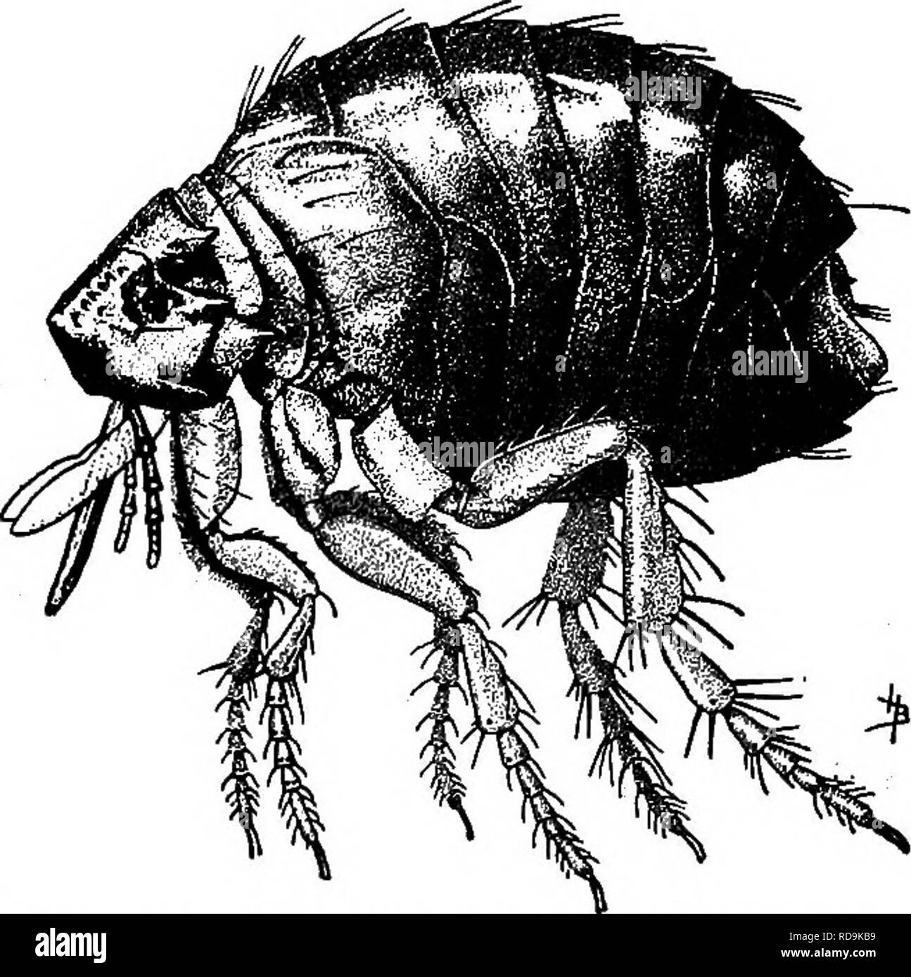 Human flea pulex irritans hi-res stock photography and images - Alamy