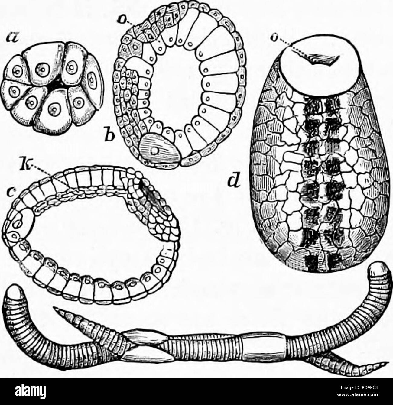 Muscular sac Black and White Stock Photos & Images - Alamy