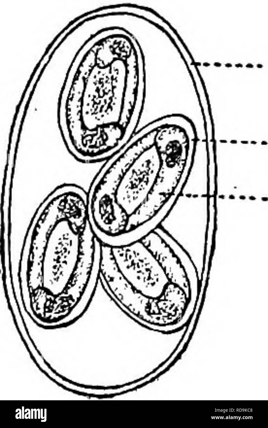 Infected By Intestens Isospora Belli