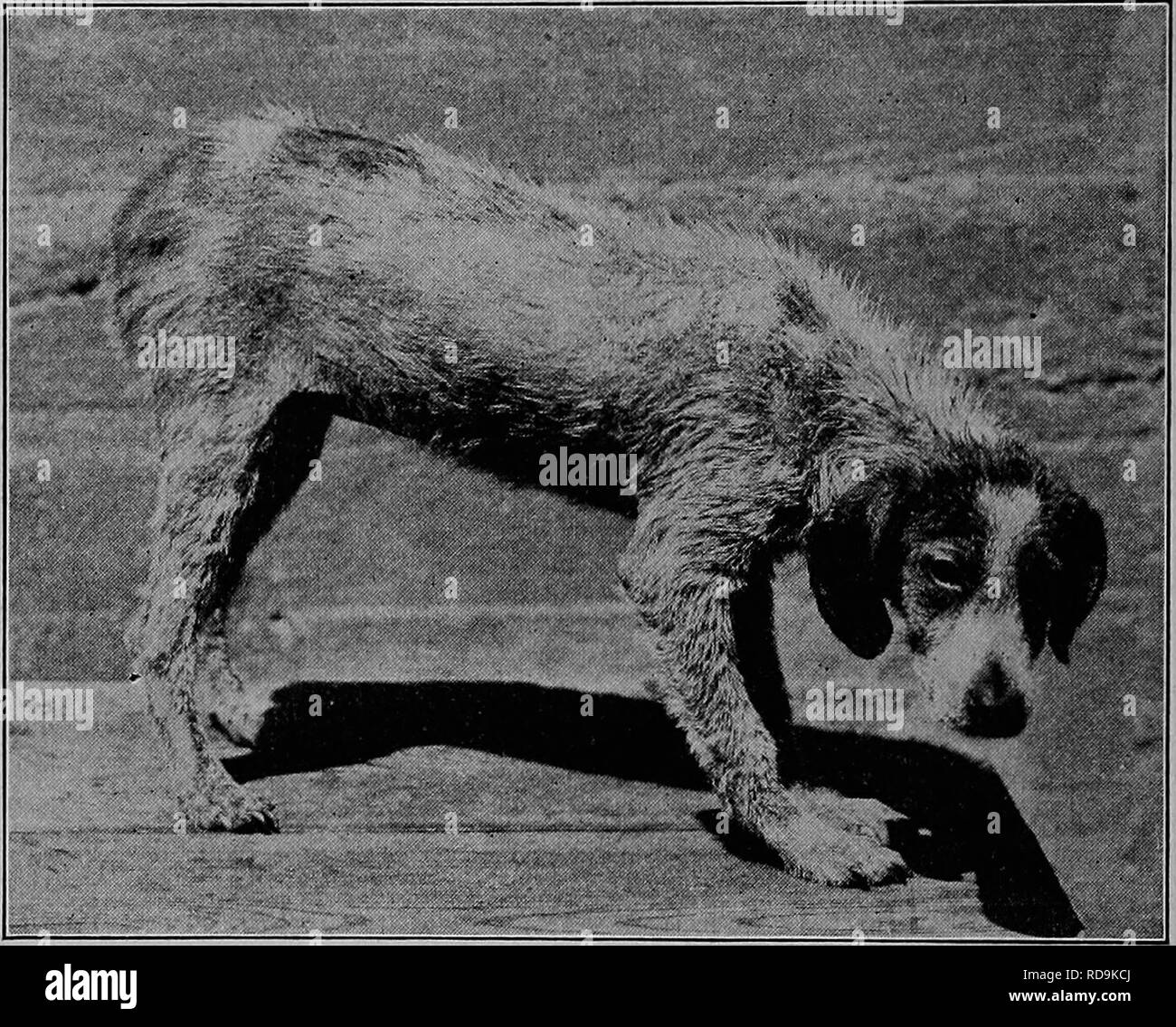 Sarcoptic mange dog hi-res stock photography and images - Alamy