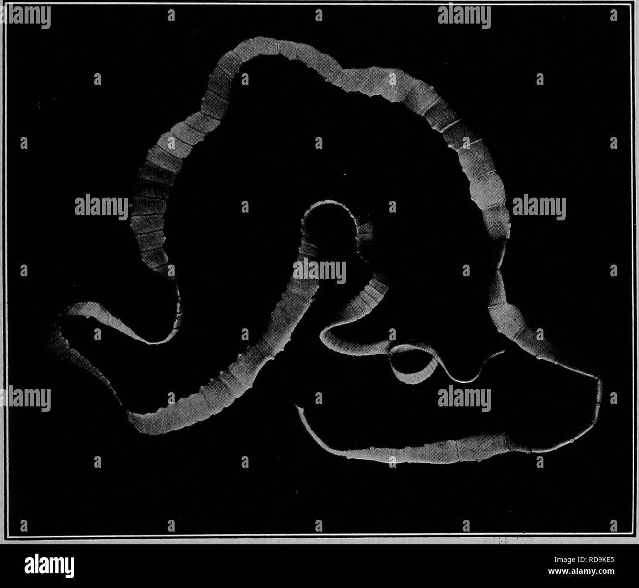 Sheep feces Black and White Stock Photos & Images - Alamy