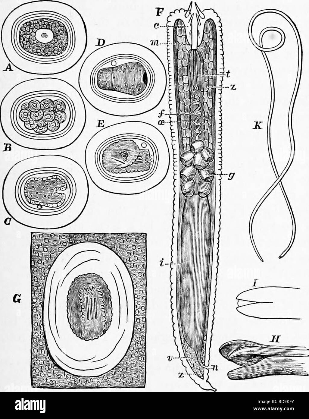 Nematode worms Black and White Stock Photos & Images - Alamy