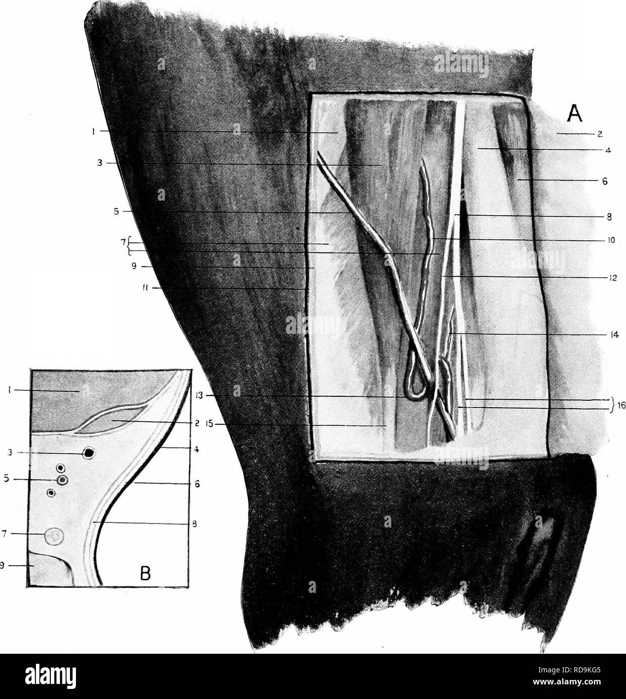 . The surgical anatomy of the horse ... Horses. Plate XXVI.—A.—Seat of ...