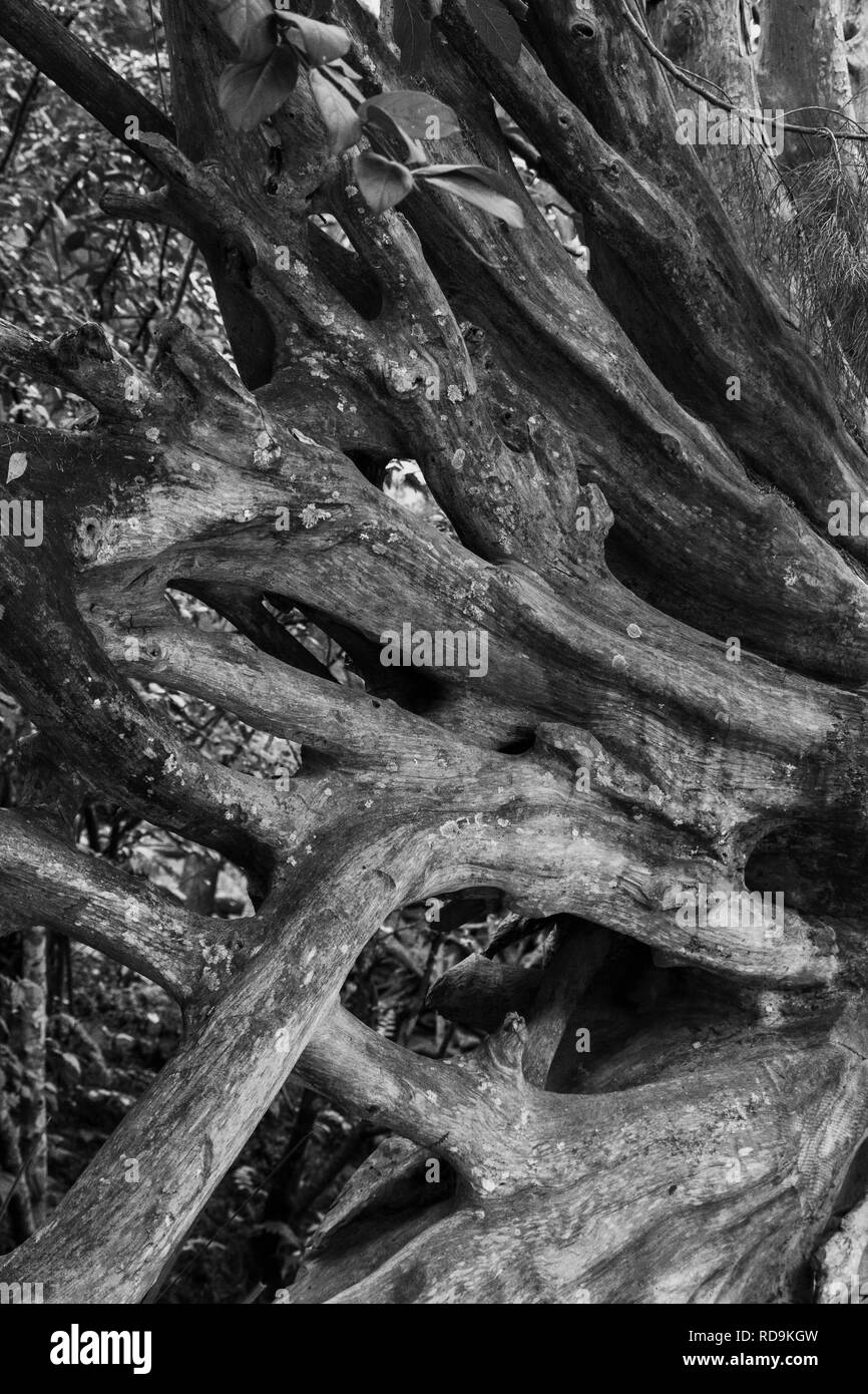 Tree roots underground Black and White Stock Photos & Images - Alamy