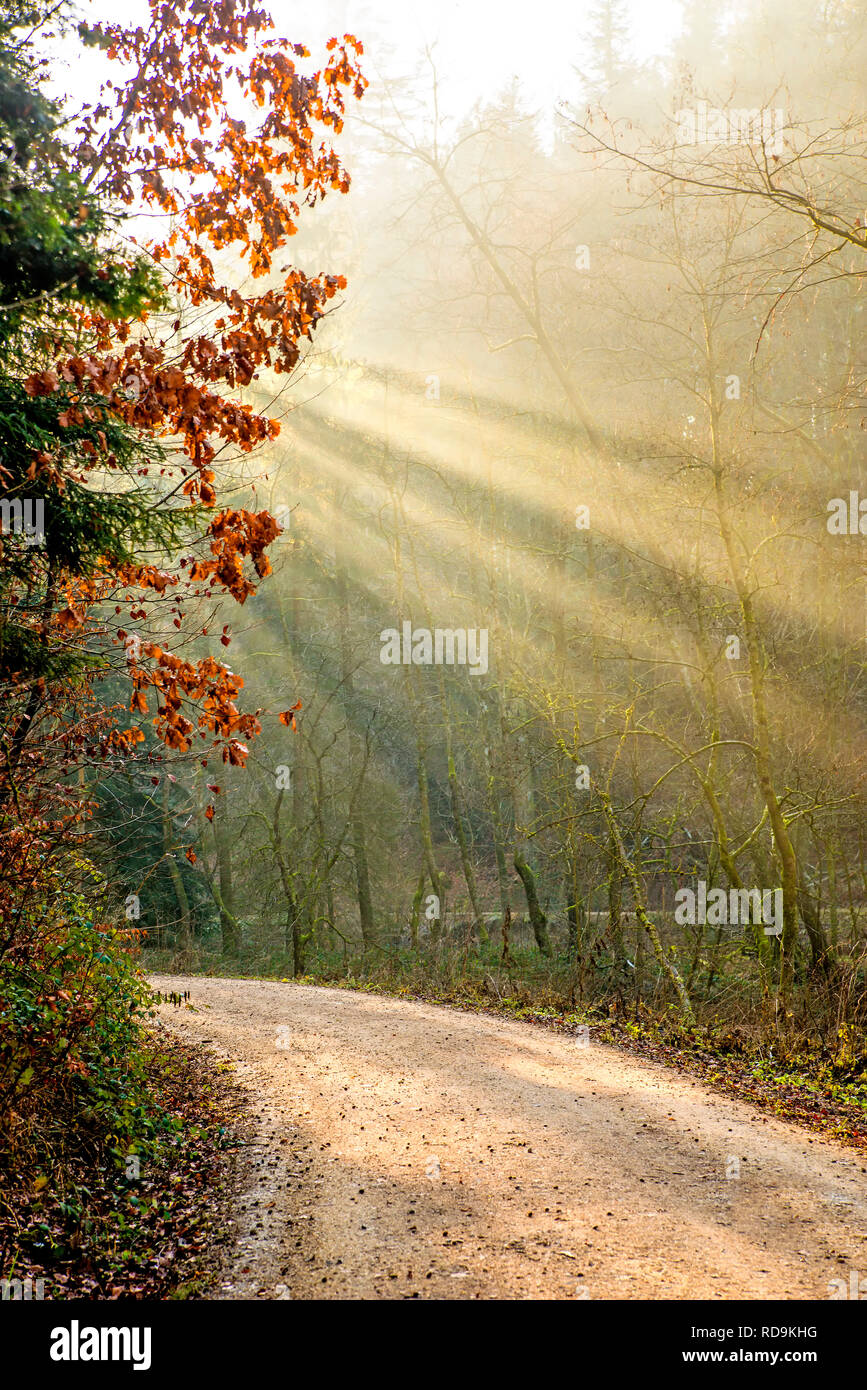 sun rays in a forest Stock Photo - Alamy