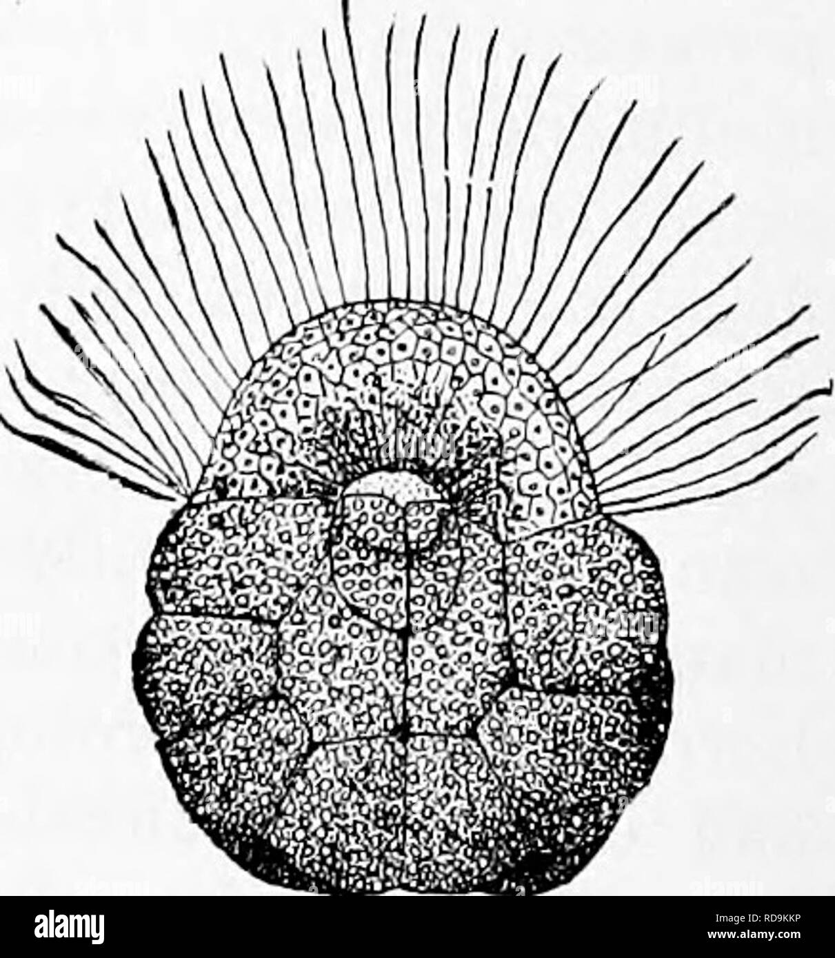 Sycon sponge hi-res stock photography and images - Alamy