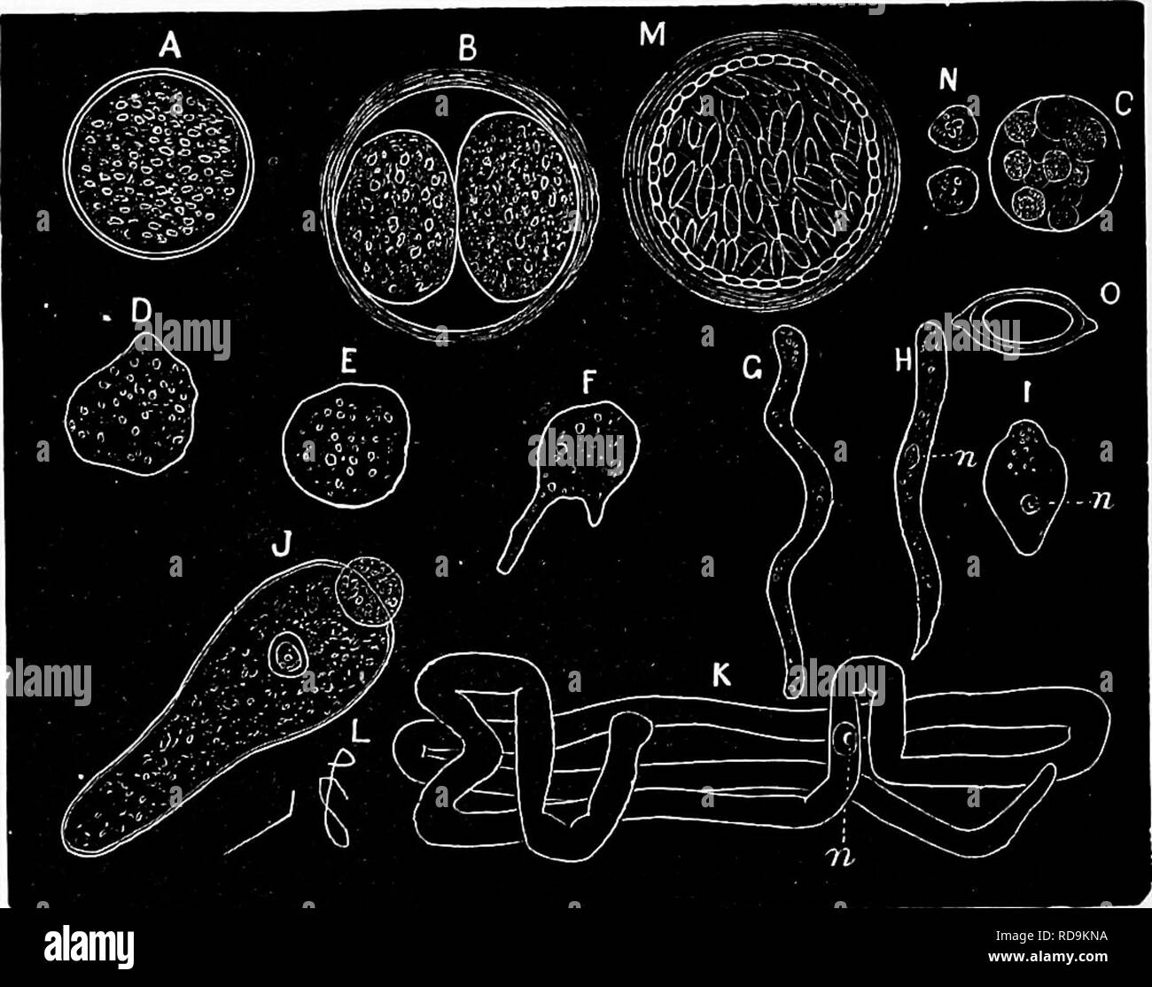 . Zoology : for students and general readers . Zoology. 28 ZOOLOGY ...