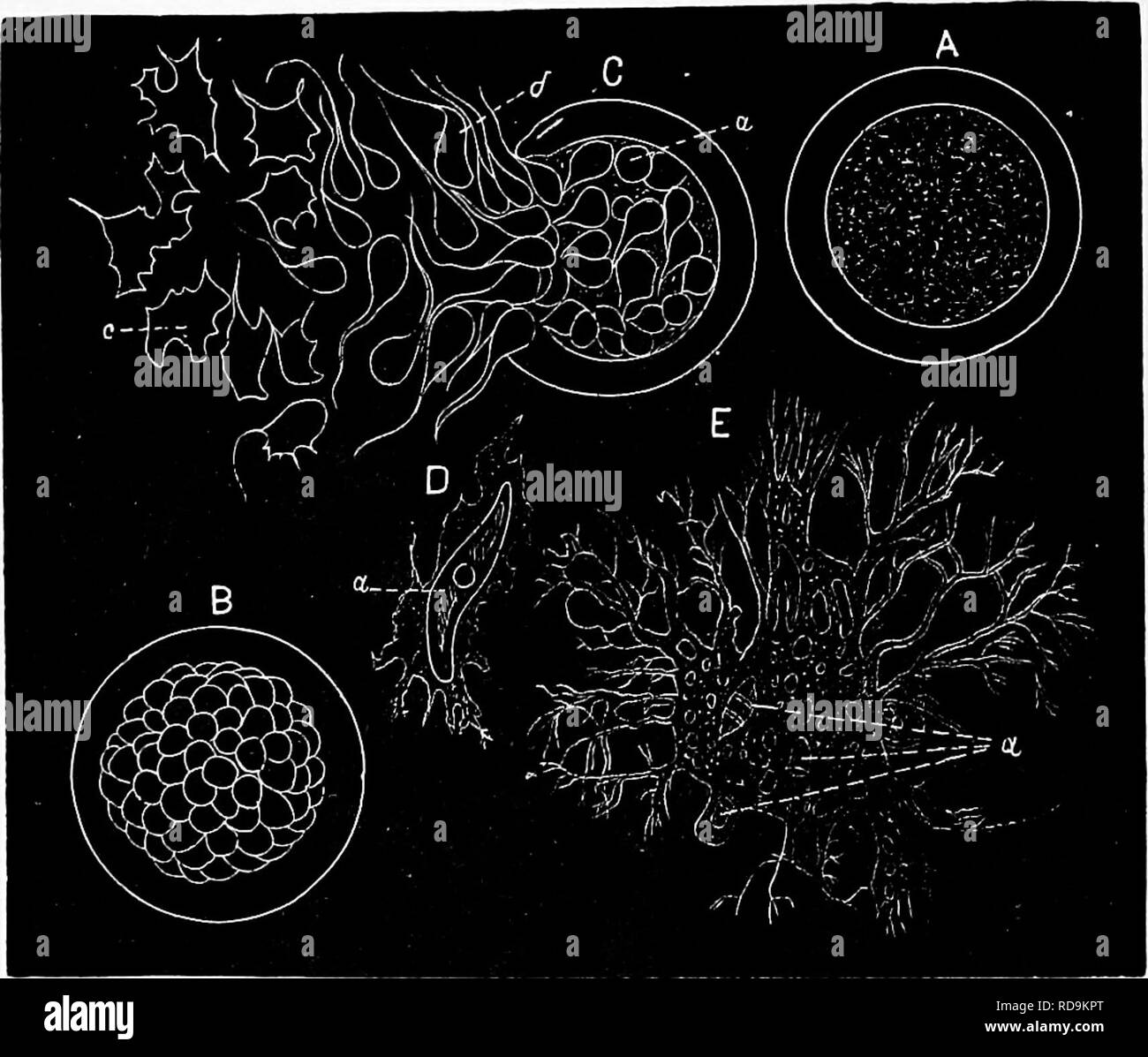 Transparent viscid hi-res stock photography and images - Alamy