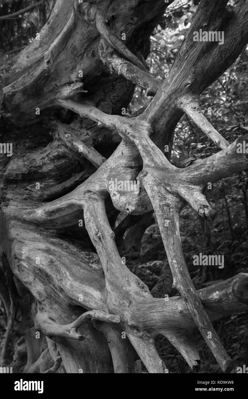 Tree Roots Underground Black and White Stock Photos & Images - Alamy
