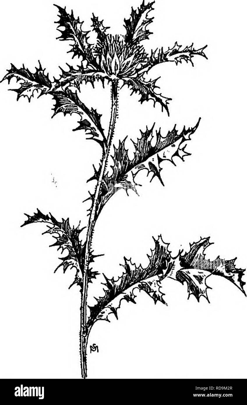 Lance shaped leaves with spiny margins hi-res stock photography and ...