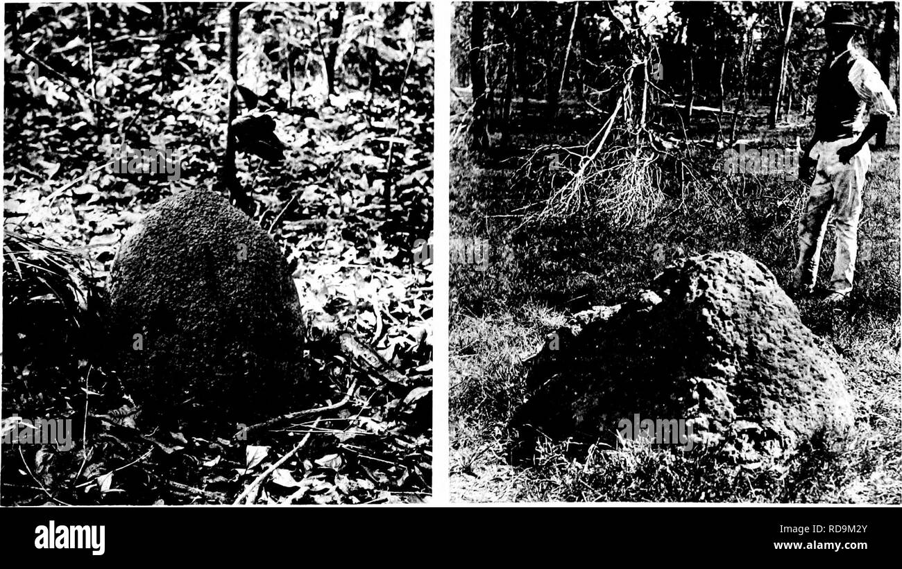 Nest type Black and White Stock Photos & Images - Alamy