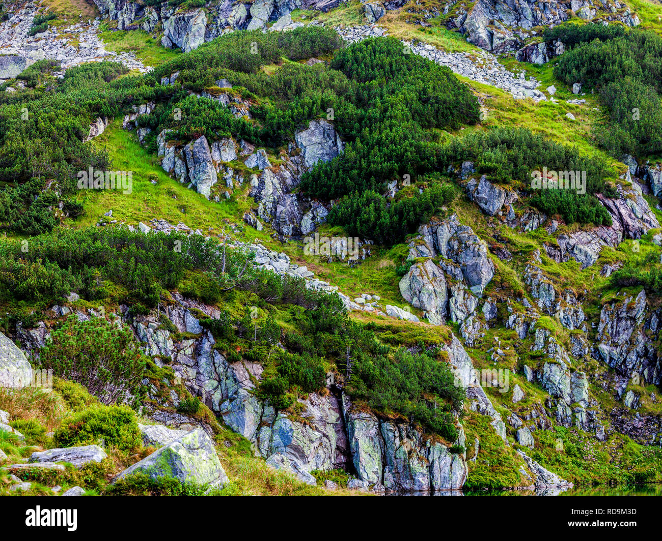 Pines in rock wall hi-res stock photography and images - Alamy