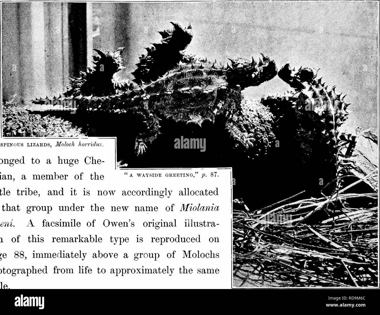 Scale moloch moloch horridus hi-res stock photography and images - Alamy