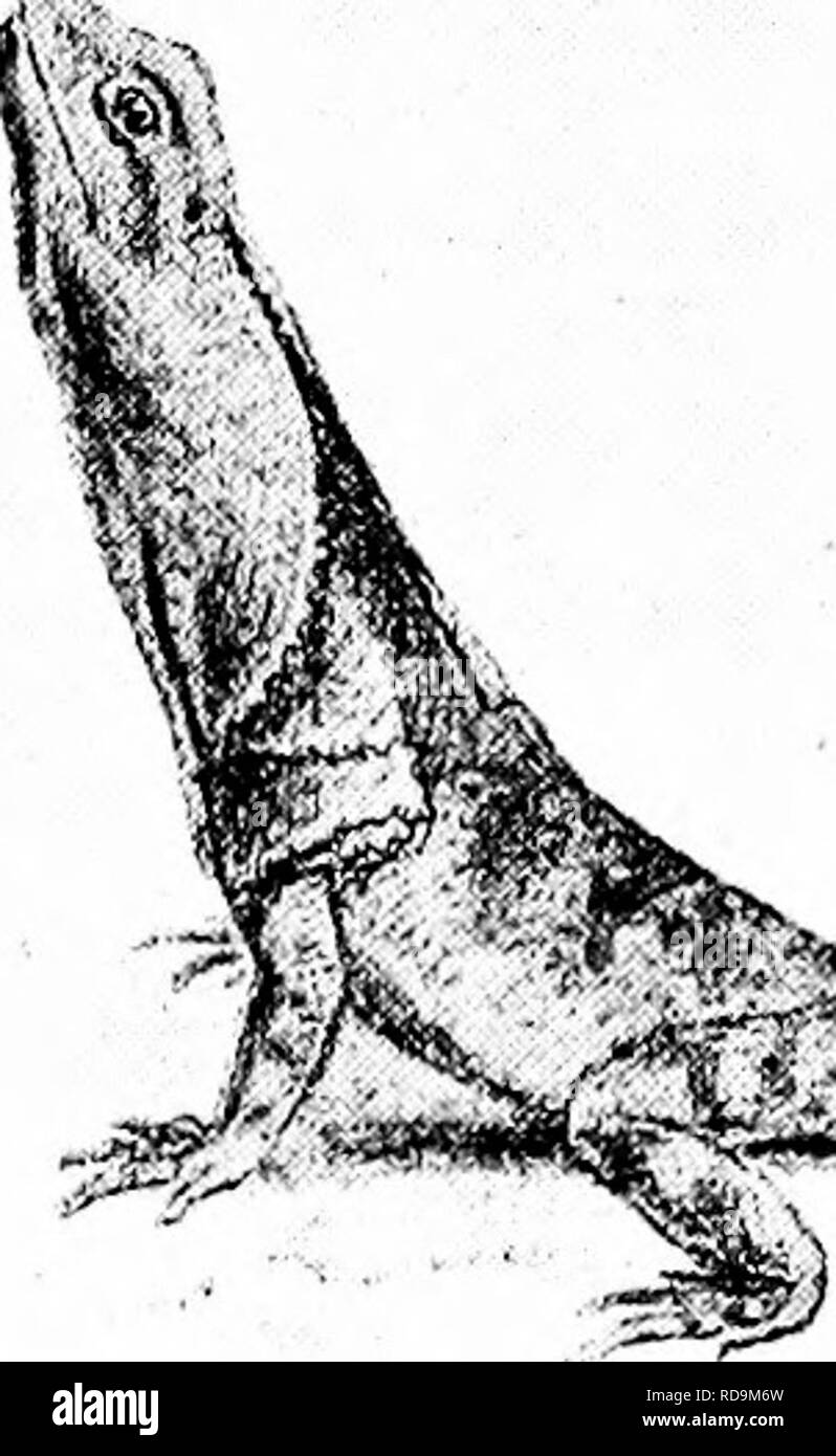 Frilled lizard australia running hi-res stock photography and images ...