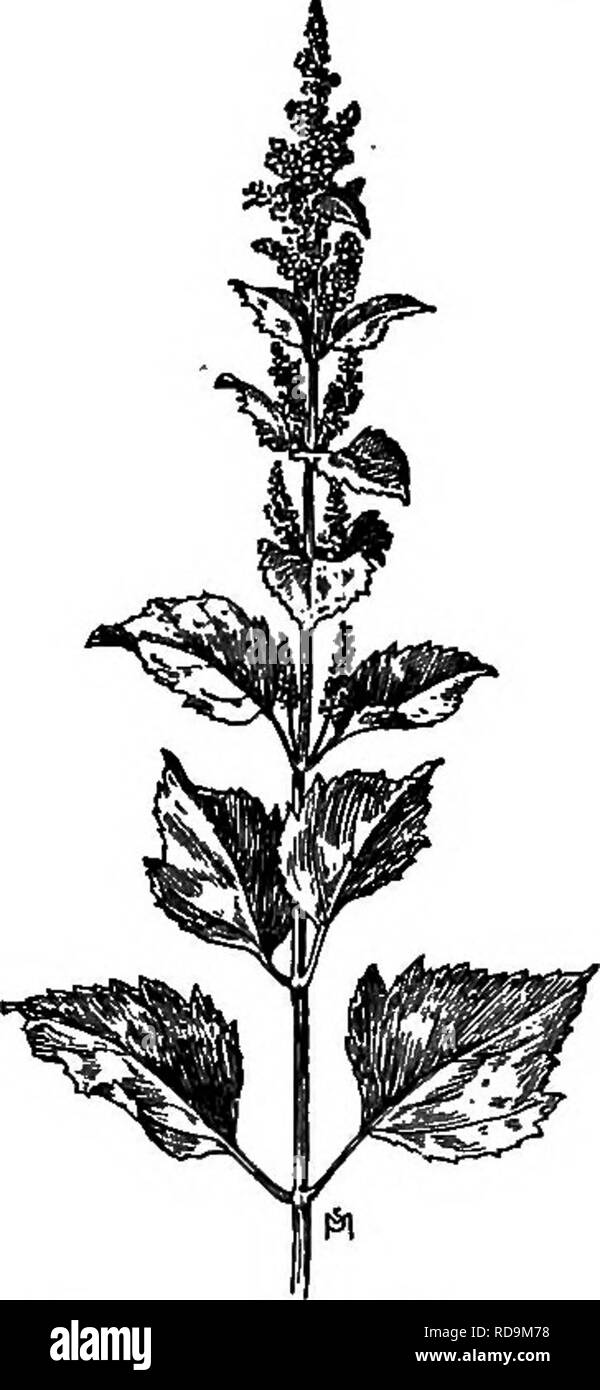 Composite three part leaf Black and White Stock Photos & Images - Alamy