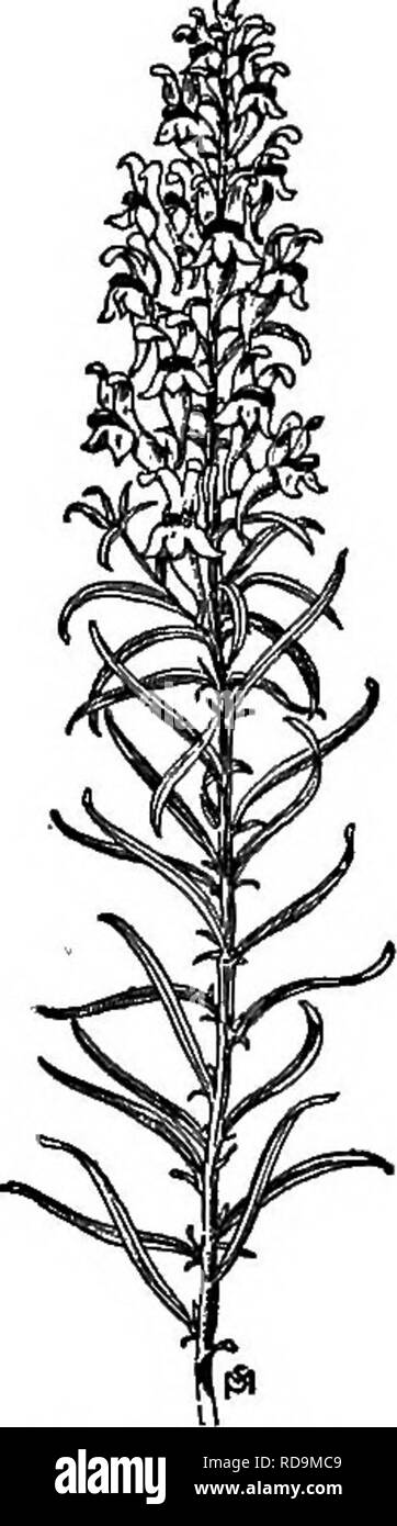 Snap weed hi-res stock photography and images - Alamy