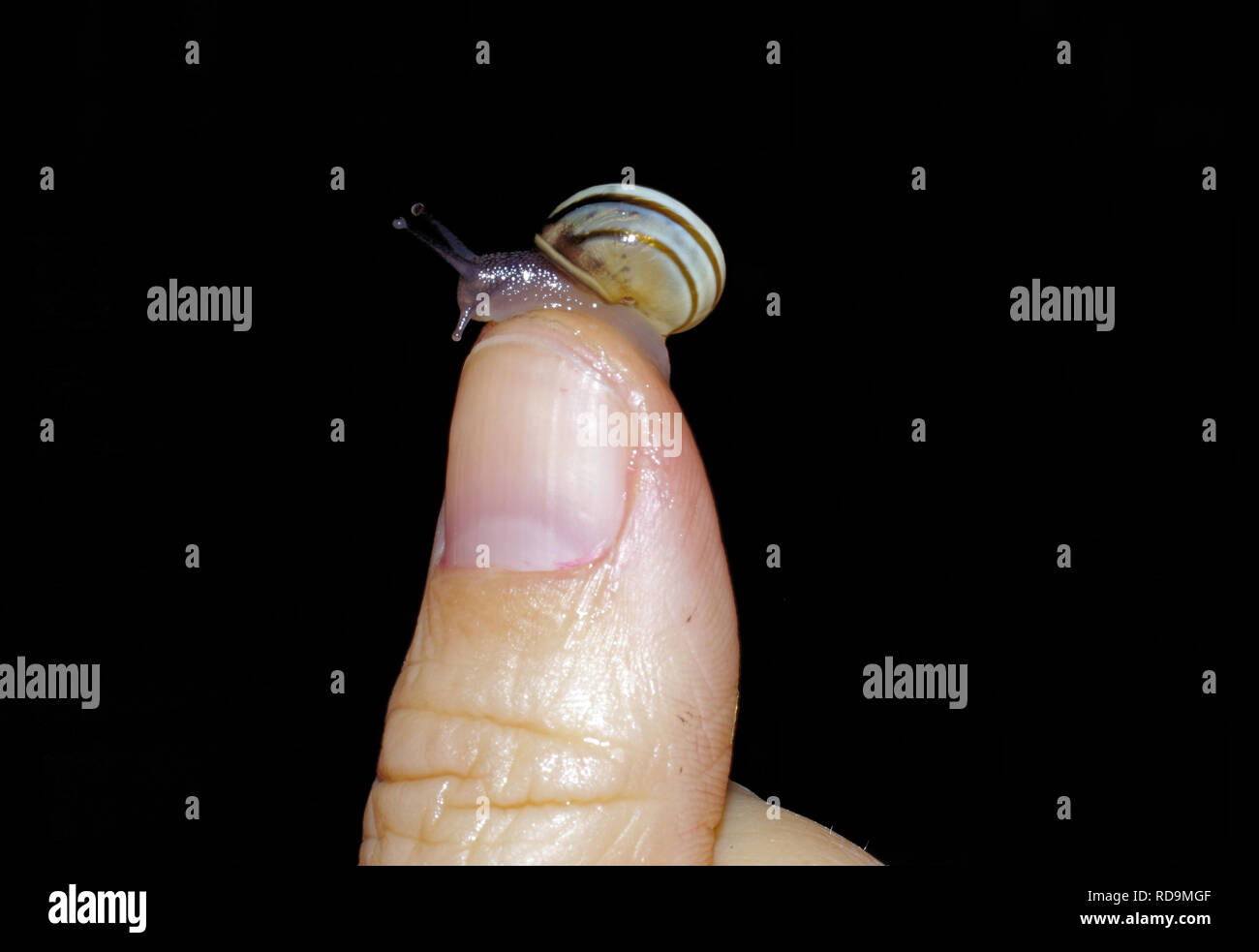 Girls finger hi-res stock photography and images - Alamy