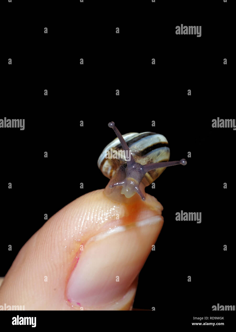 Girls finger hi-res stock photography and images - Alamy