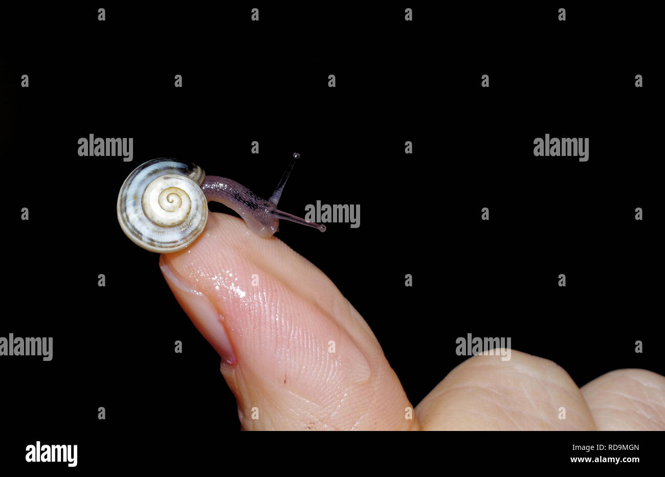 On a girls finger hi-res stock photography and images - Alamy