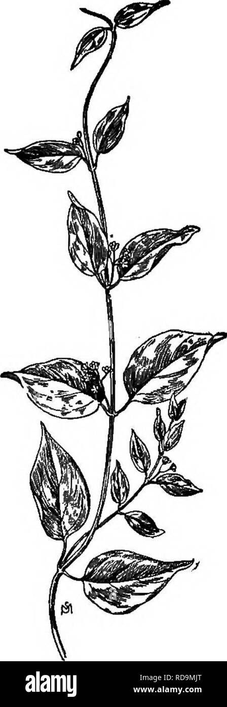 Non invasive Black and White Stock Photos & Images - Alamy