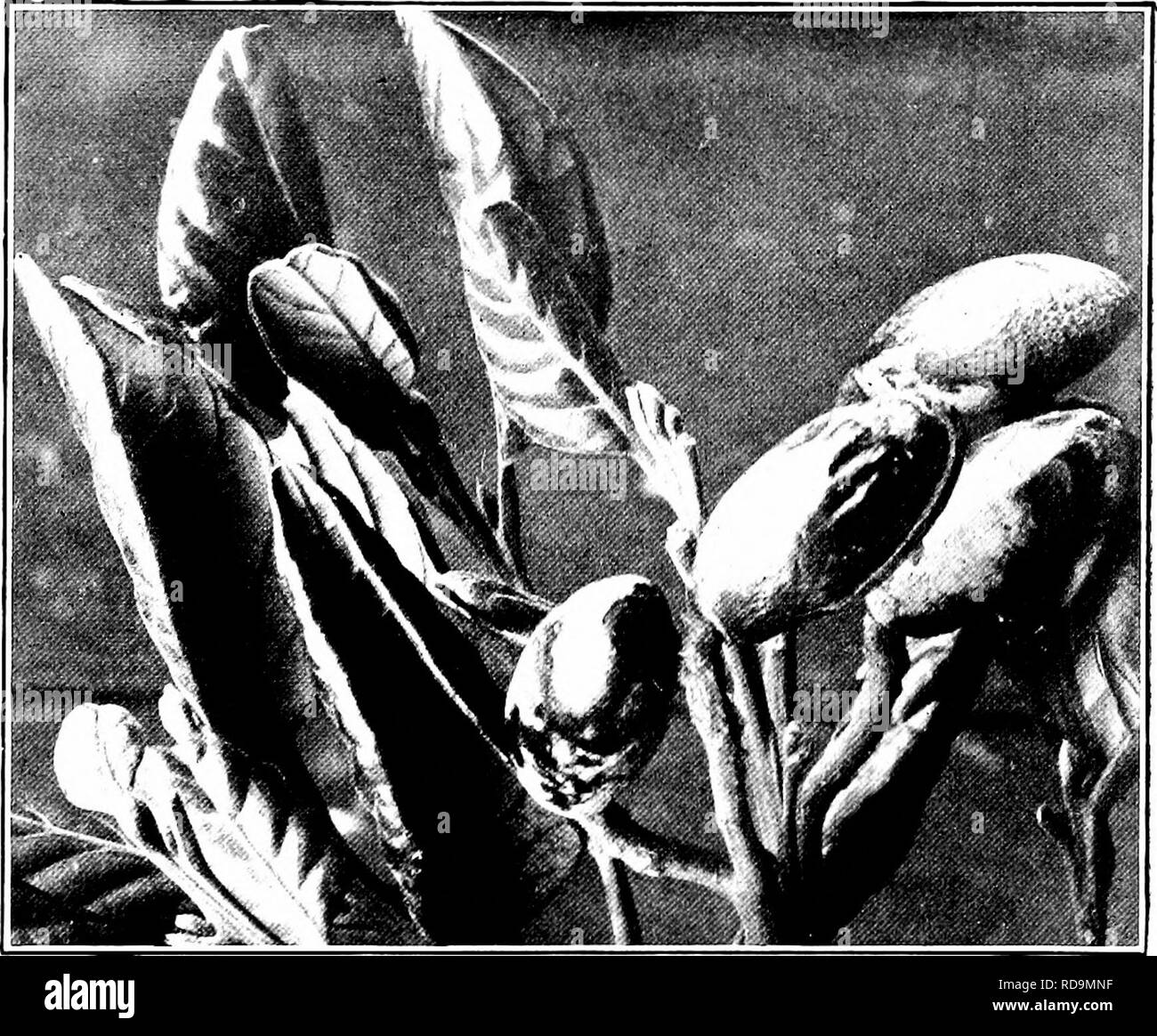 Maori fruit Black and White Stock Photos & Images - Alamy