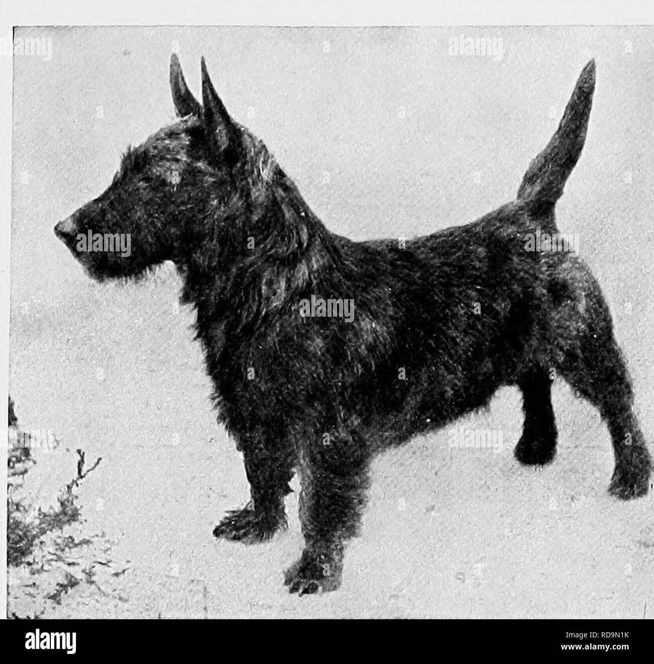 Are Working Terriers Legal