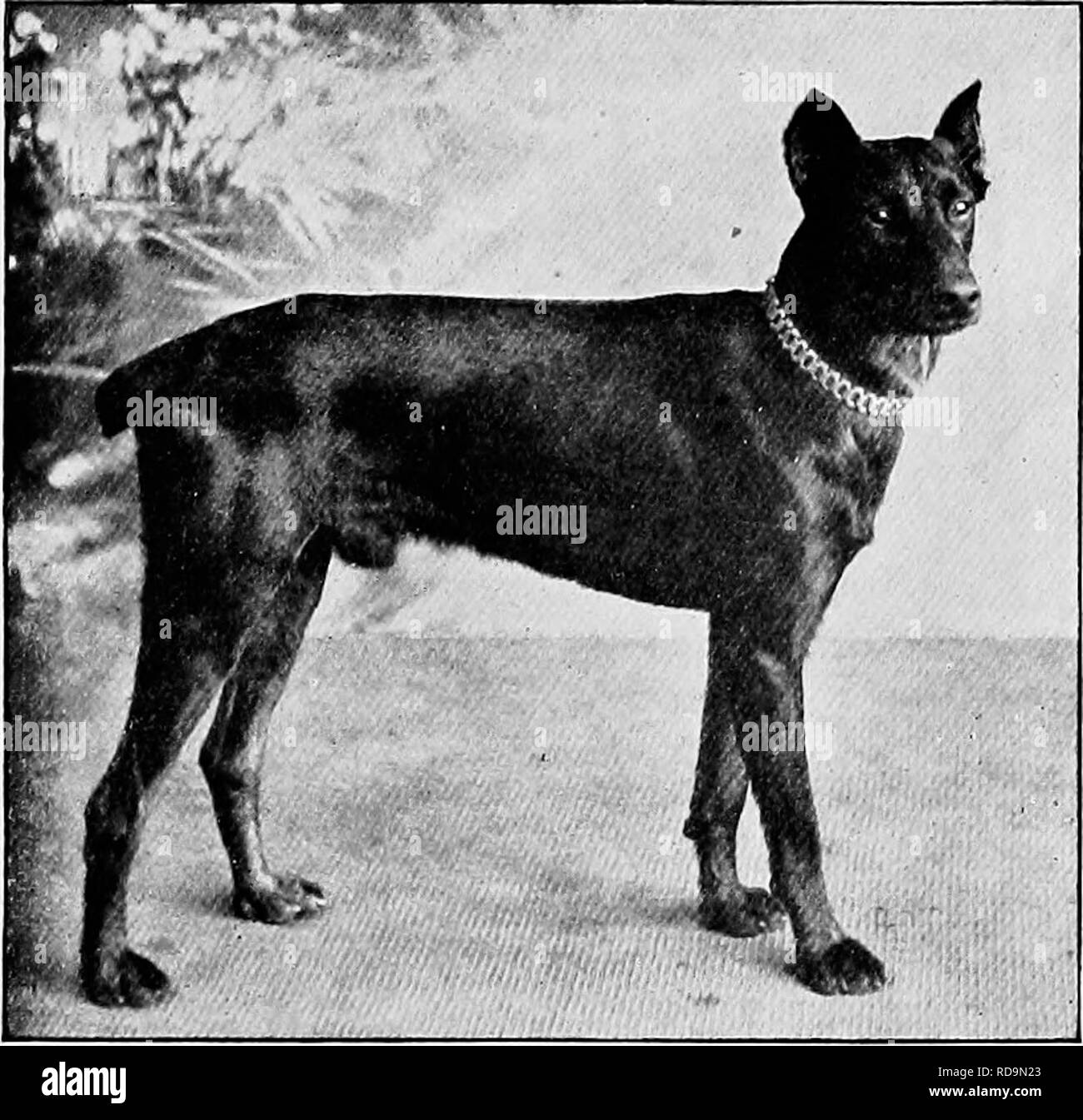 What Is The New Law On Dog Breeding