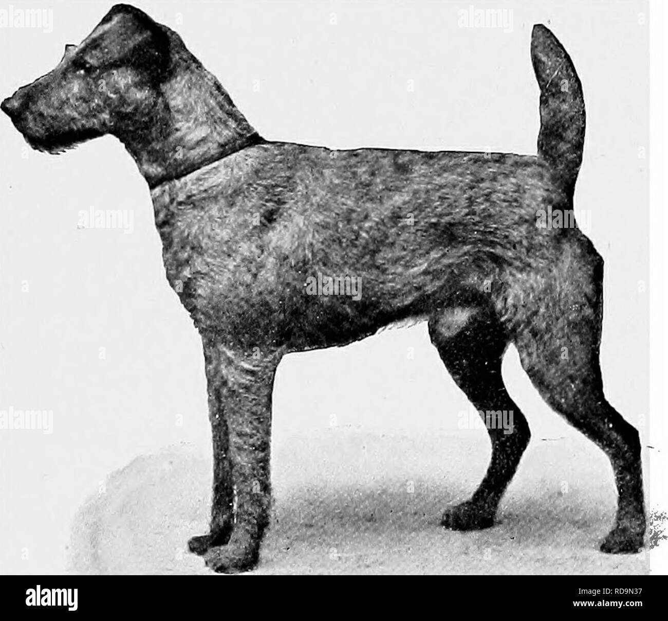 . The new book of the dog; a comprehensive natural history of British ...