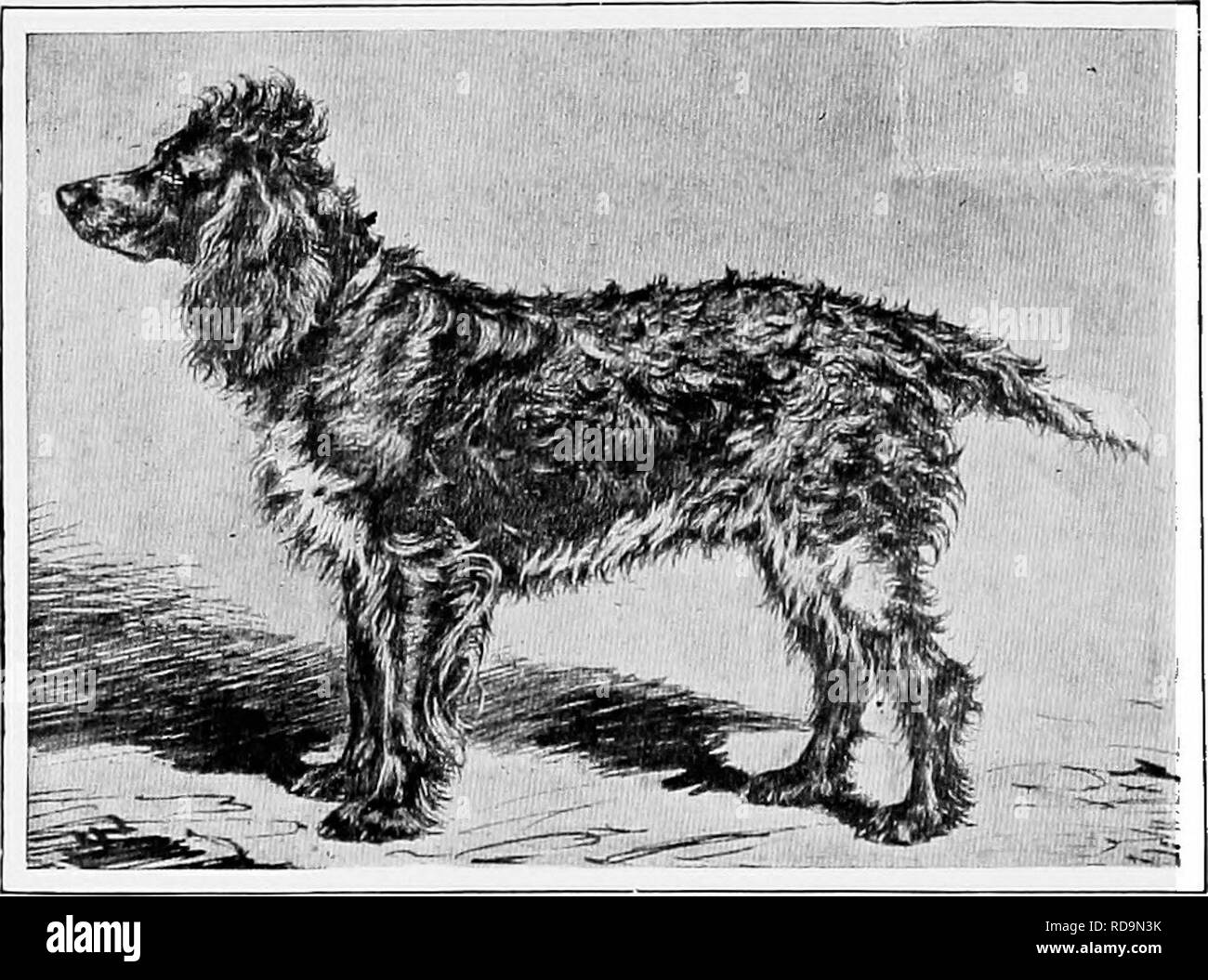 Spaniel shooting painting hi-res stock photography and images - Alamy