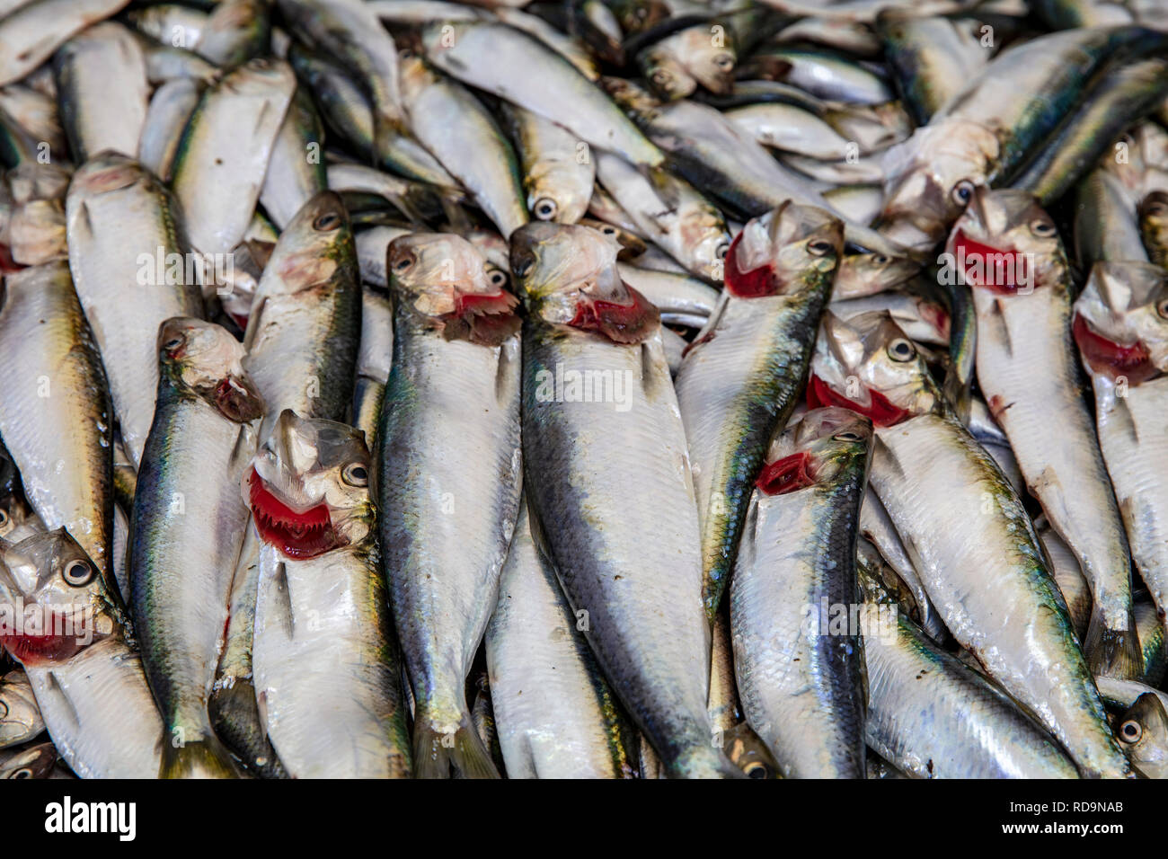 Fresh fish (bluefish) in the basket at the market Bluefish at local ...