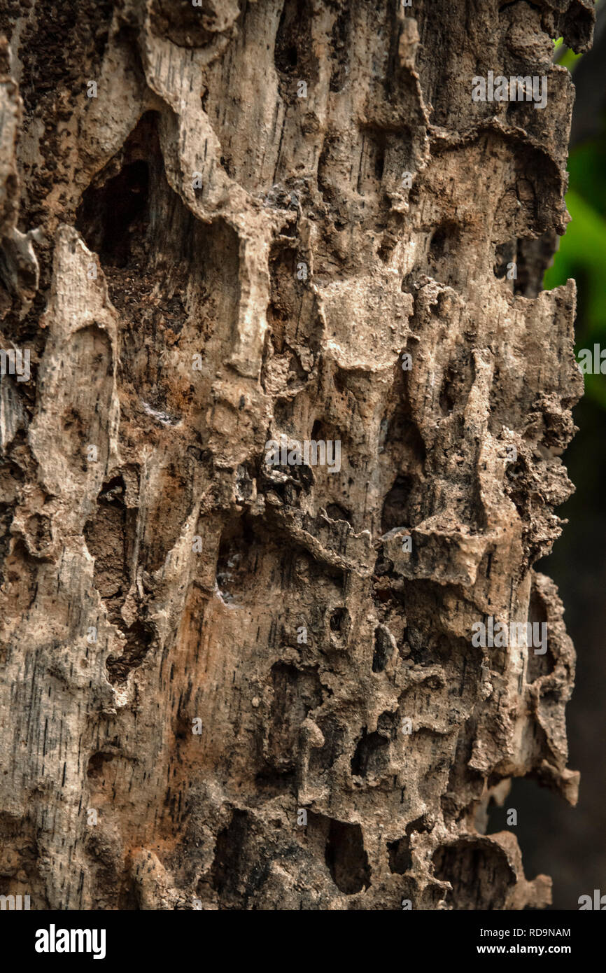 Damaged timber created by termites Stock Photo - Alamy