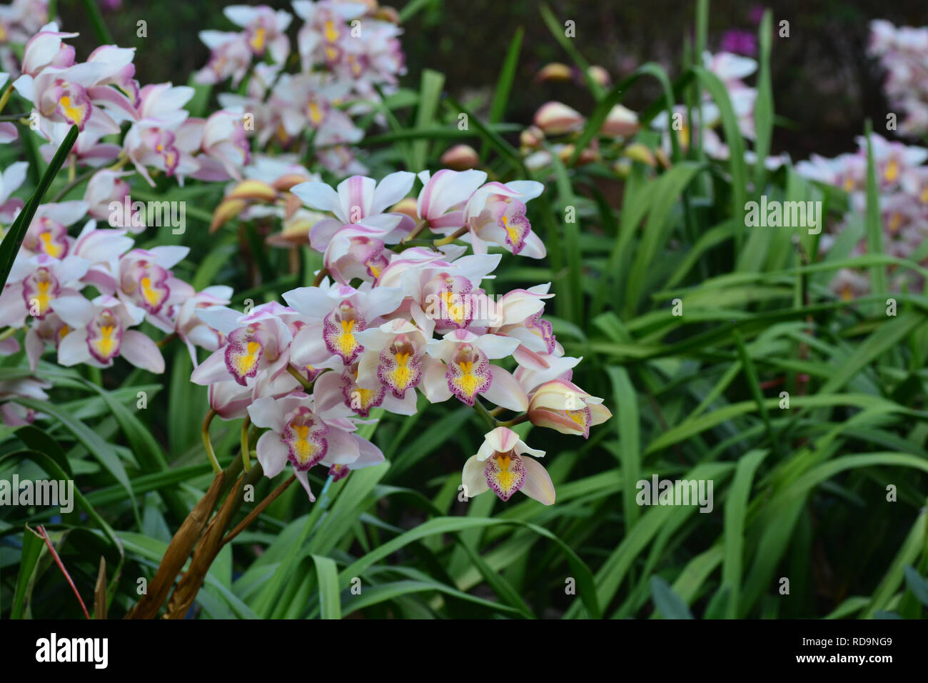 beautiful white cymbidium flower orchid in garden. ** note select focus ...