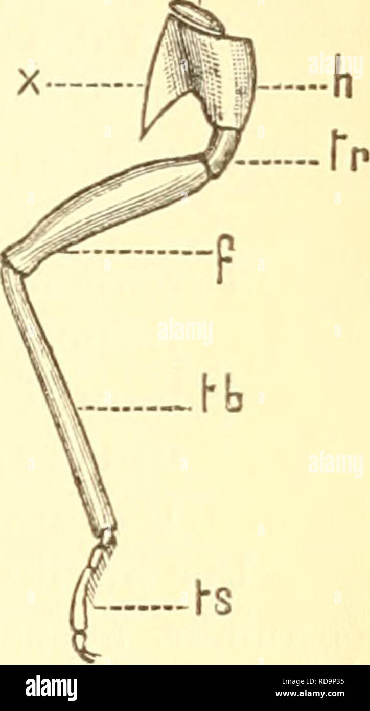 Ver cardo hi-res stock photography and images - Alamy