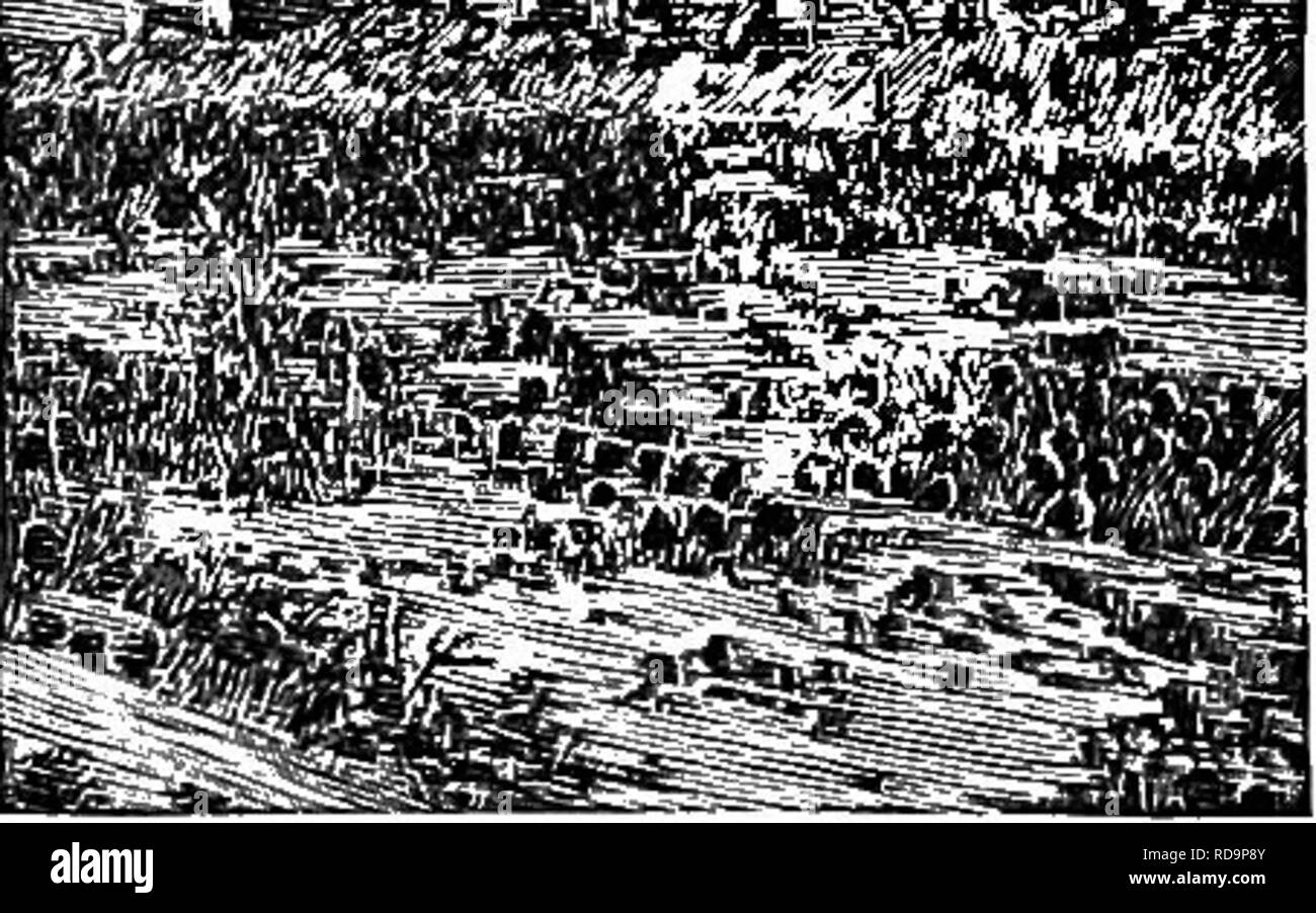 Digger indians hi-res stock photography and images - Alamy