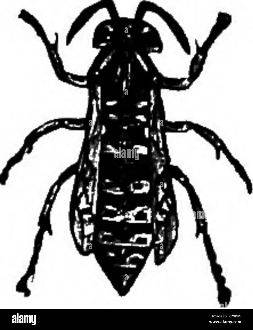 Entomology field guide Cut Out Stock Images & Pictures - Alamy