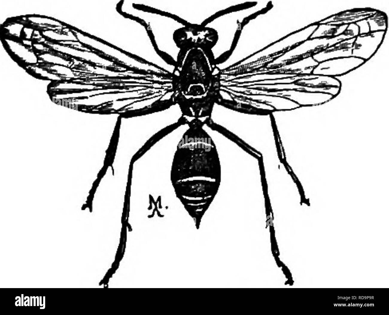 Entomology field guide Cut Out Stock Images & Pictures - Alamy