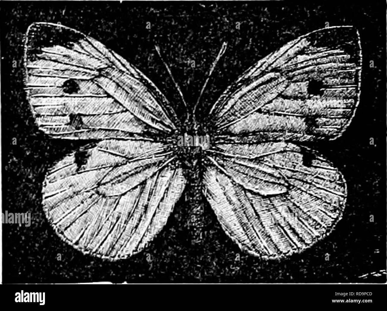Butterfly id guide hi-res stock photography and images - Alamy