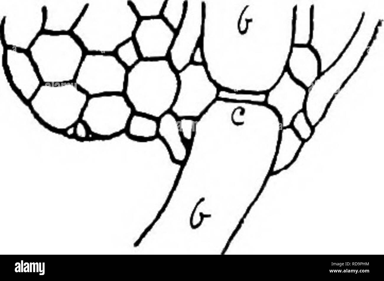 . The British Charophyta. Characeae. Pio. 12.—Bulbils (type 2) of Chara ...